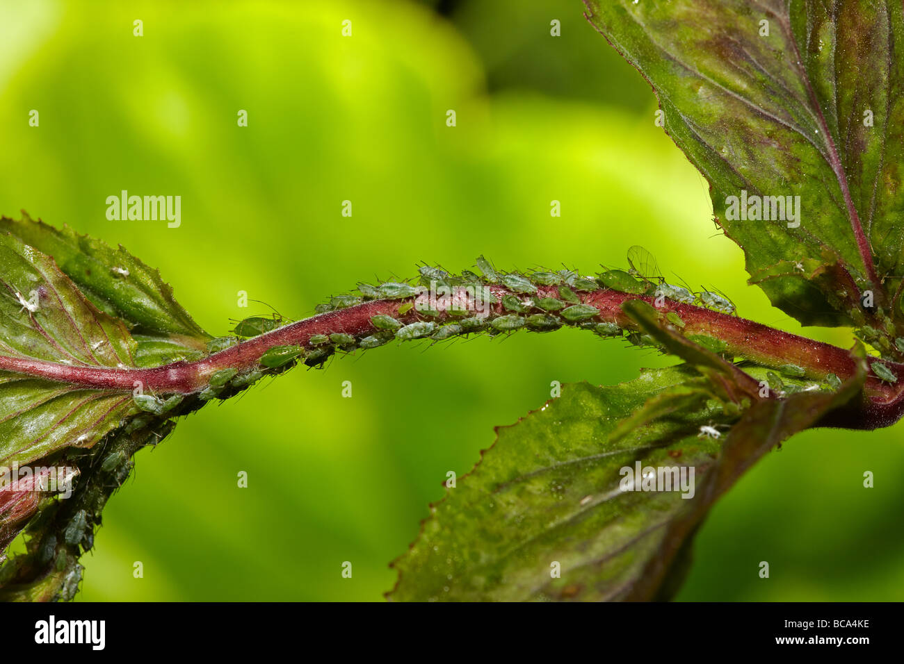Pianta degli afidi immagini e fotografie stock ad alta risoluzione - Alamy