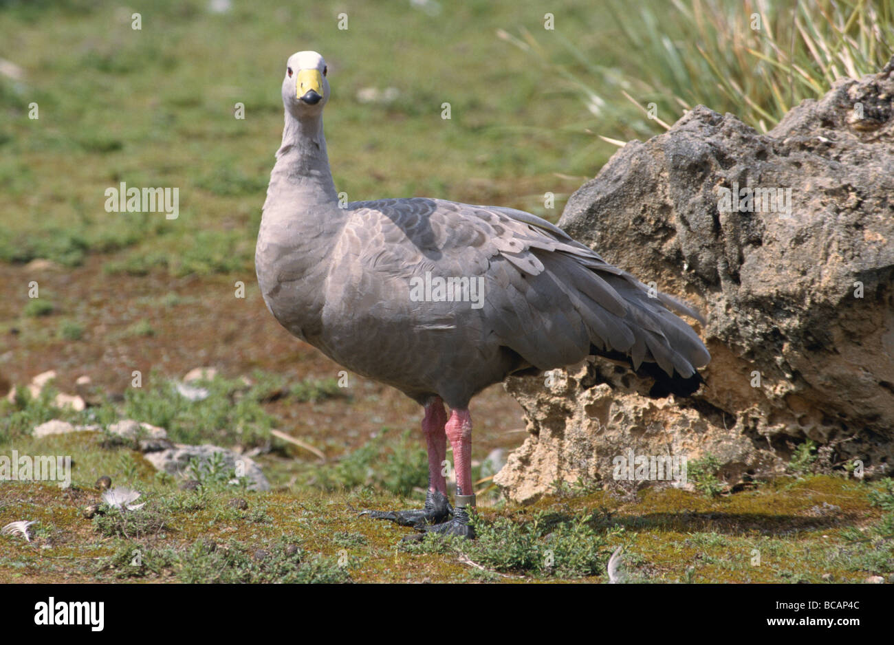 Becco giallo con punta nera immagini e fotografie stock ad alta ...