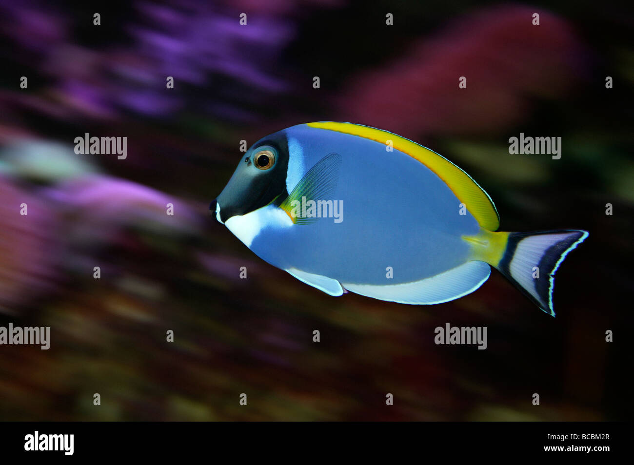 Pesce chirurgo immagini e fotografie stock ad alta risoluzione - Alamy