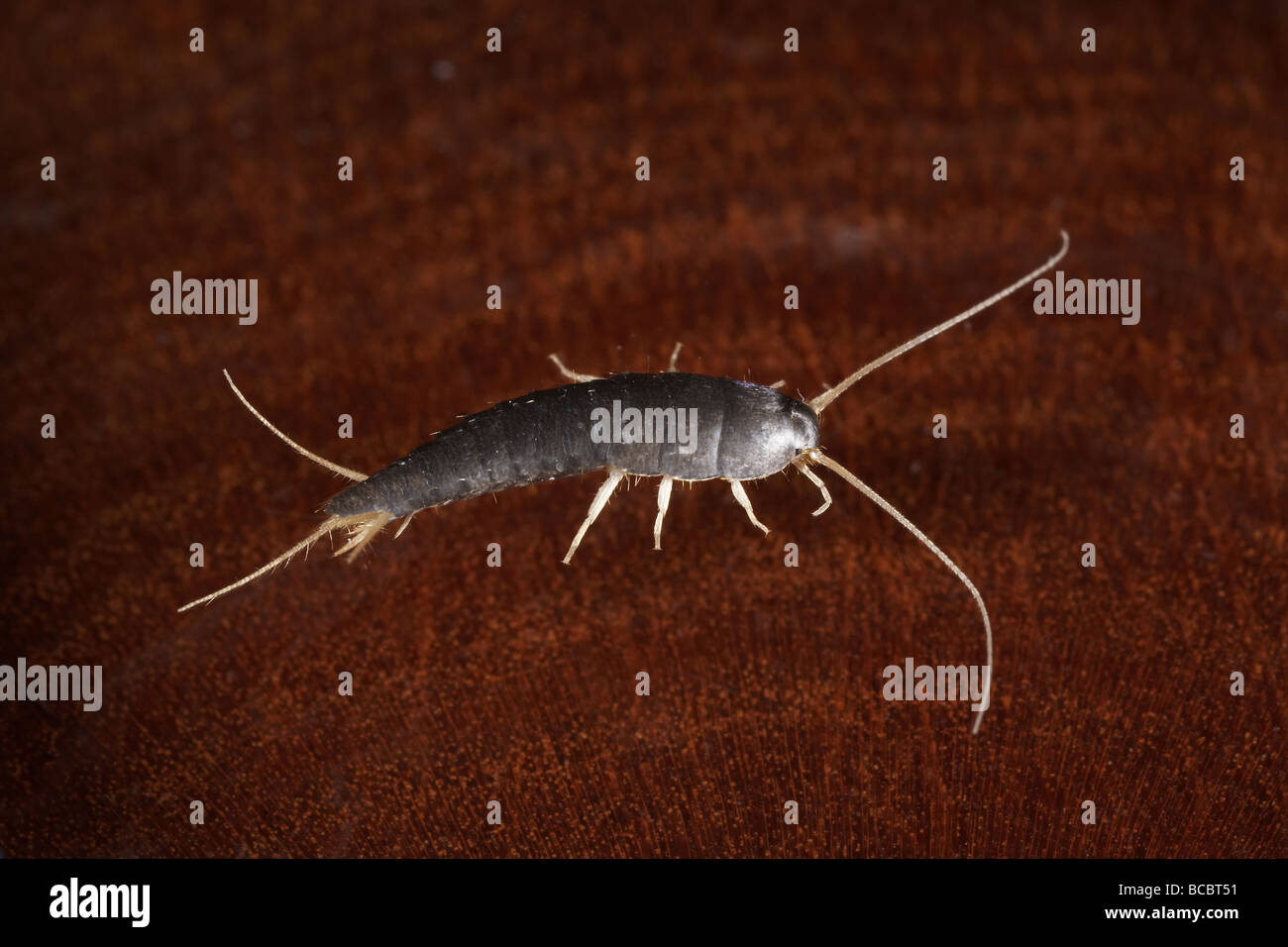 Silverfish lepisma saccharina immagini e fotografie stock ad alta ...