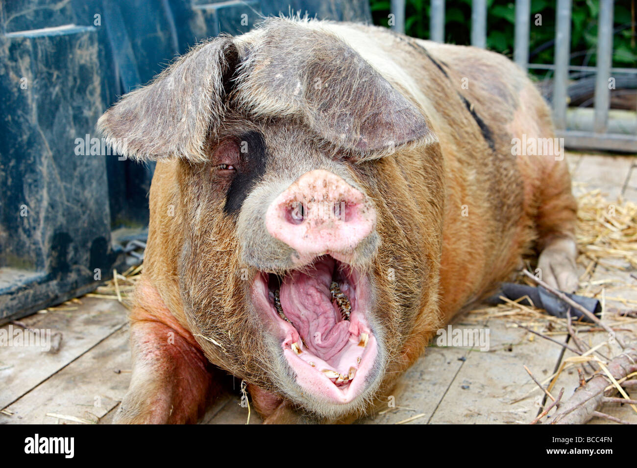 Large pig immagini e fotografie stock ad alta risoluzione - Alamy