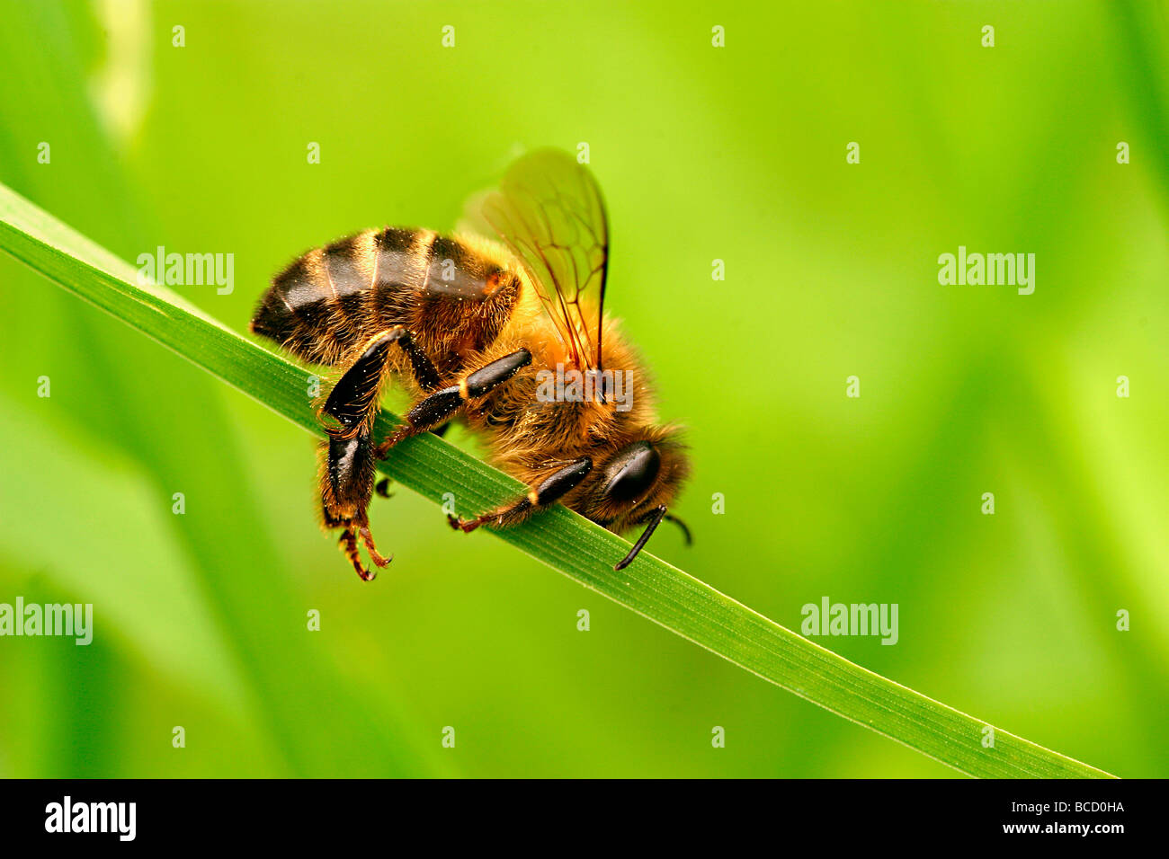 Disturbo oberato di lavoro in pensione immagini e fotografie stock ad ...