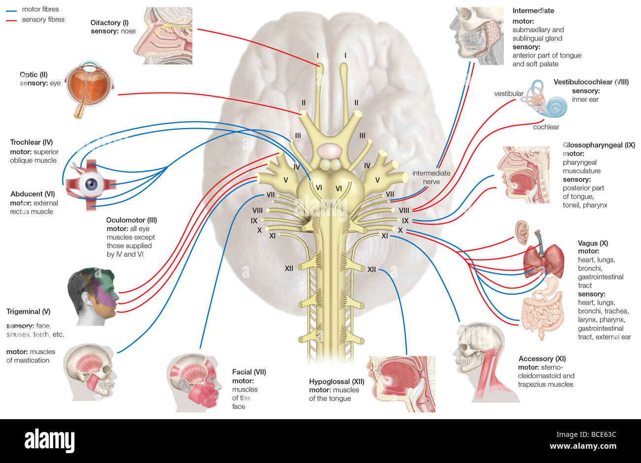 L'umano nervi cranici e le loro zone di innervazione Foto stock - Alamy