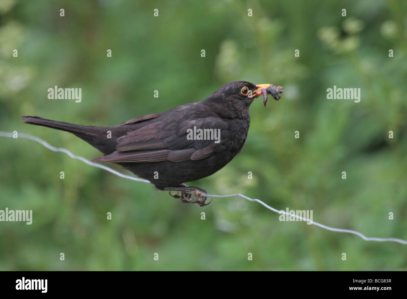 Merlo foto e immagini immagini e fotografie stock ad alta risoluzione ...