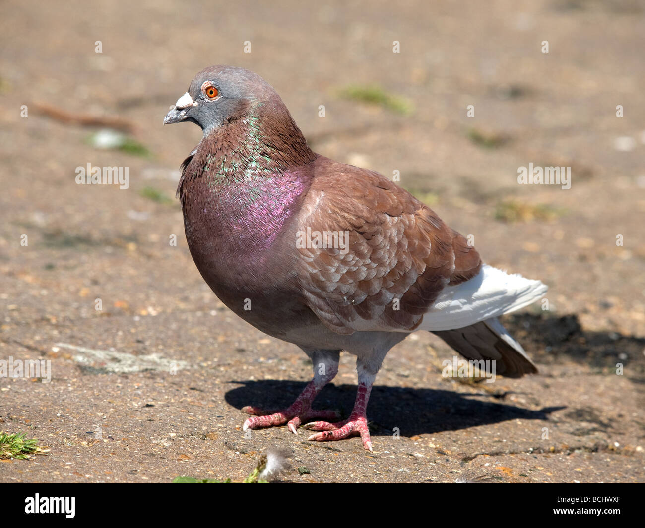 Piccione marrone immagini e fotografie stock ad alta risoluzione - Alamy