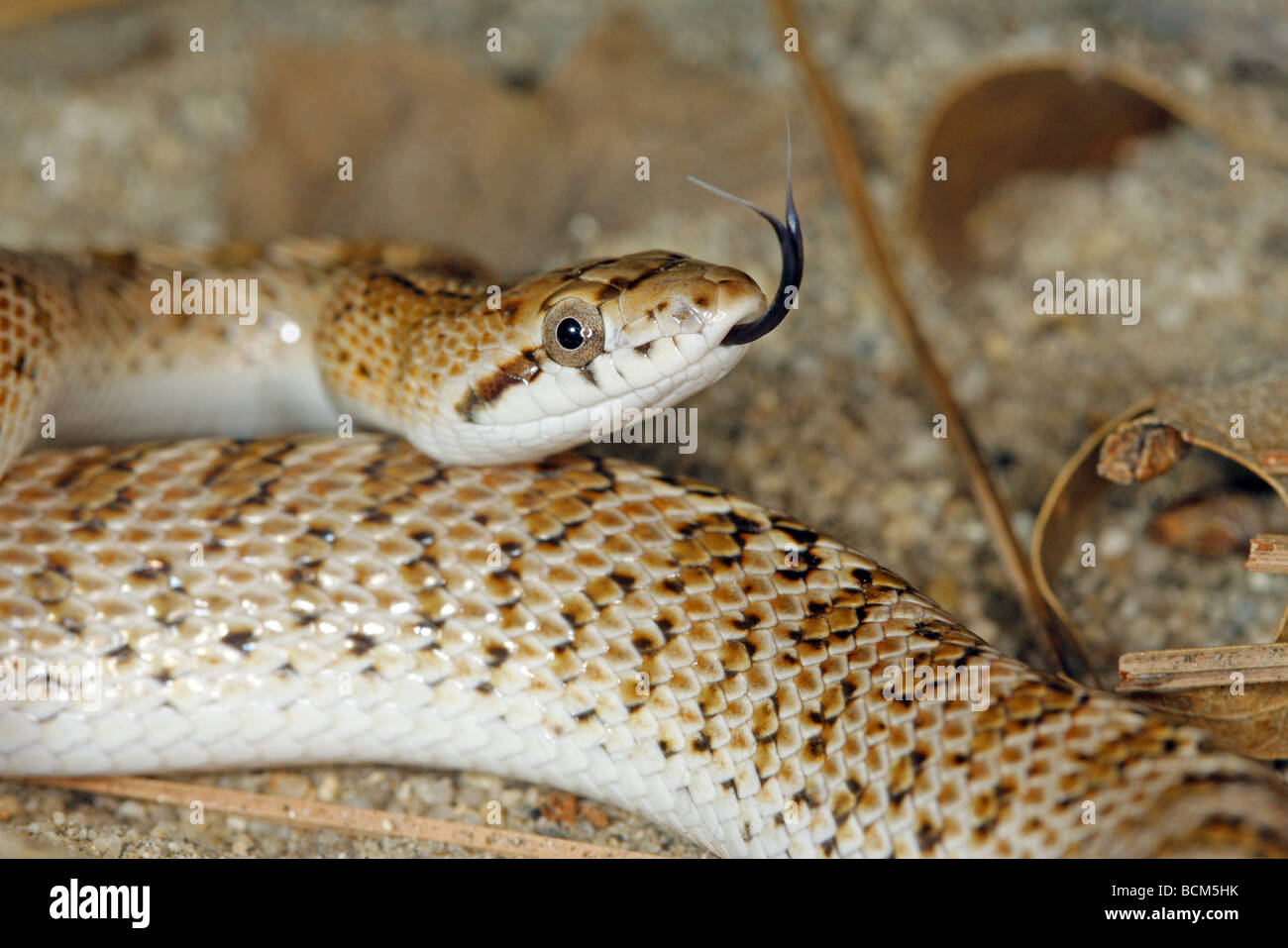 Rettile testa di serpente immagini e fotografie stock ad alta ...