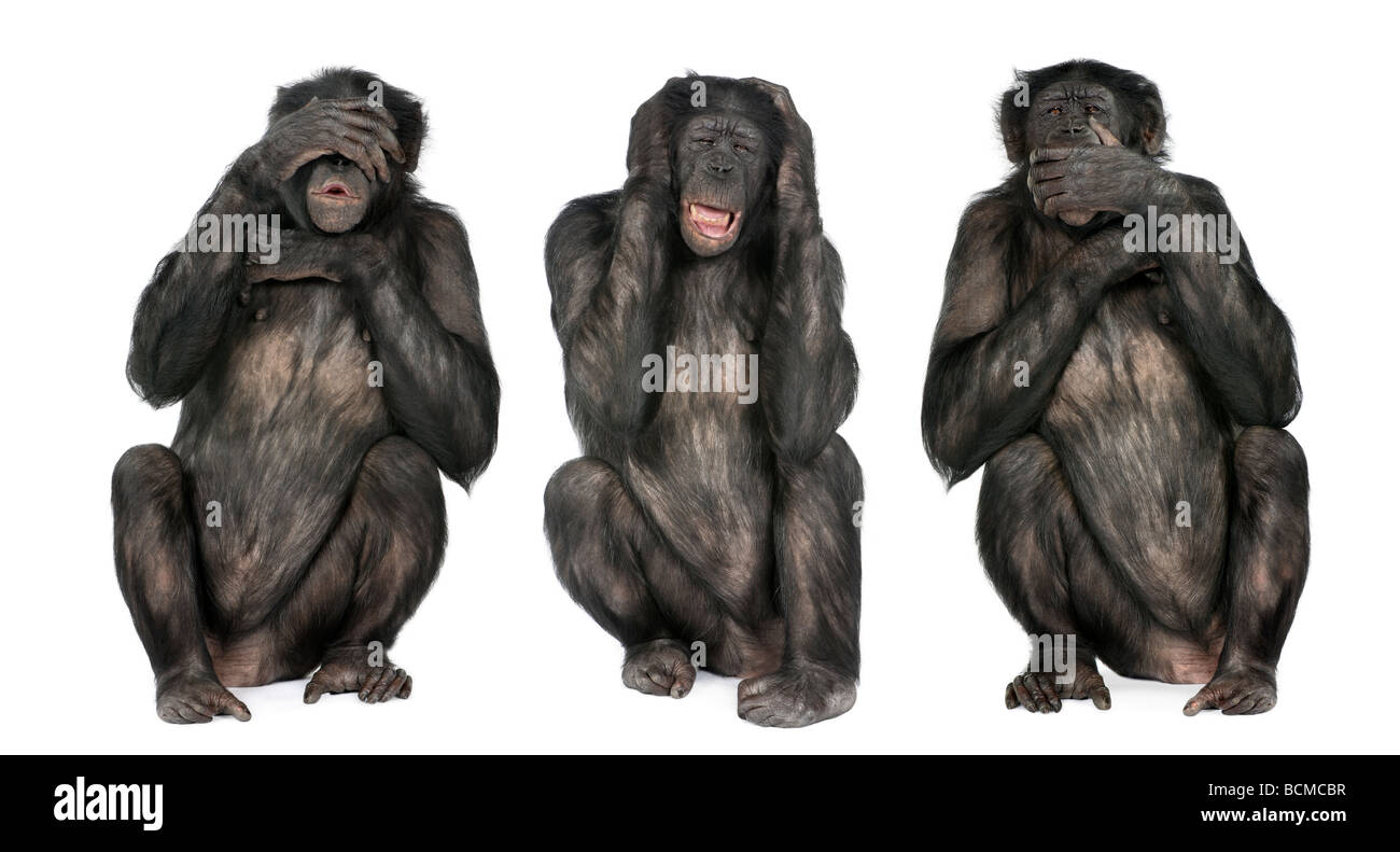 Vista Saggia Immagini e Fotos Stock - Alamy