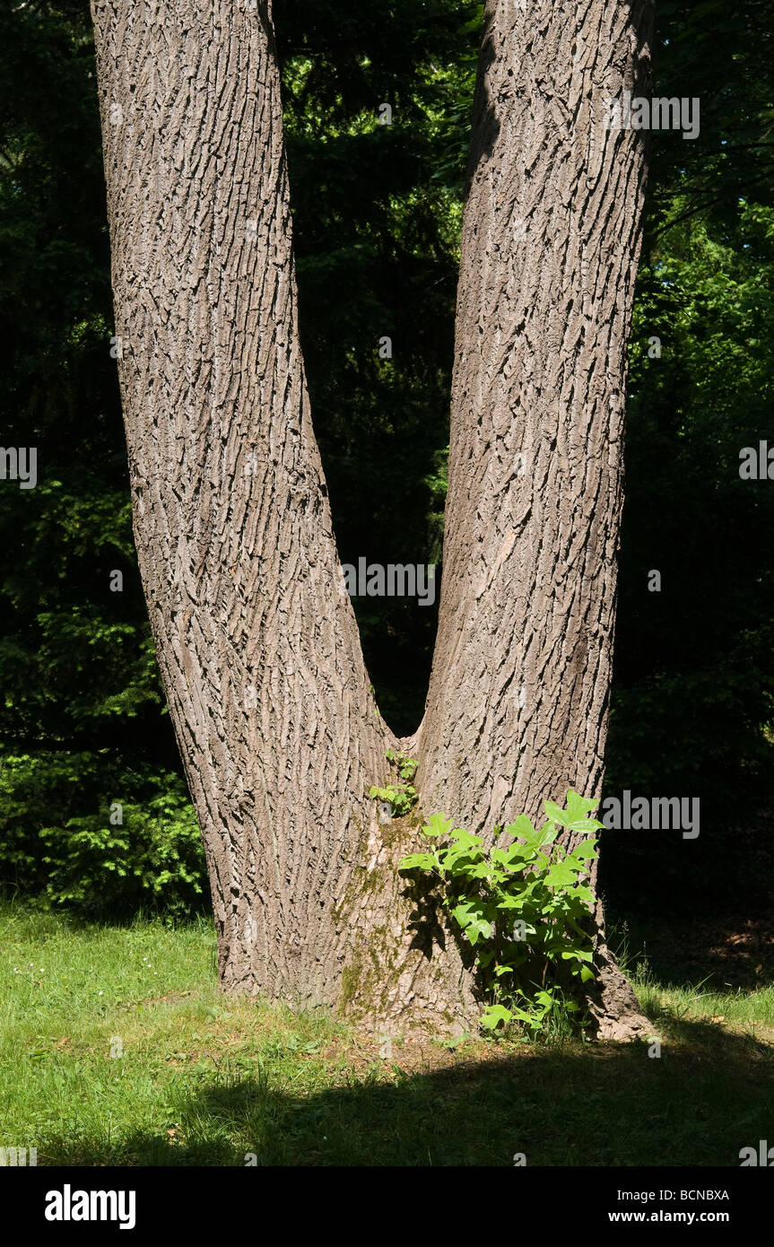 Schloss hetzendorf immagini e fotografie stock ad alta risoluzione - Alamy