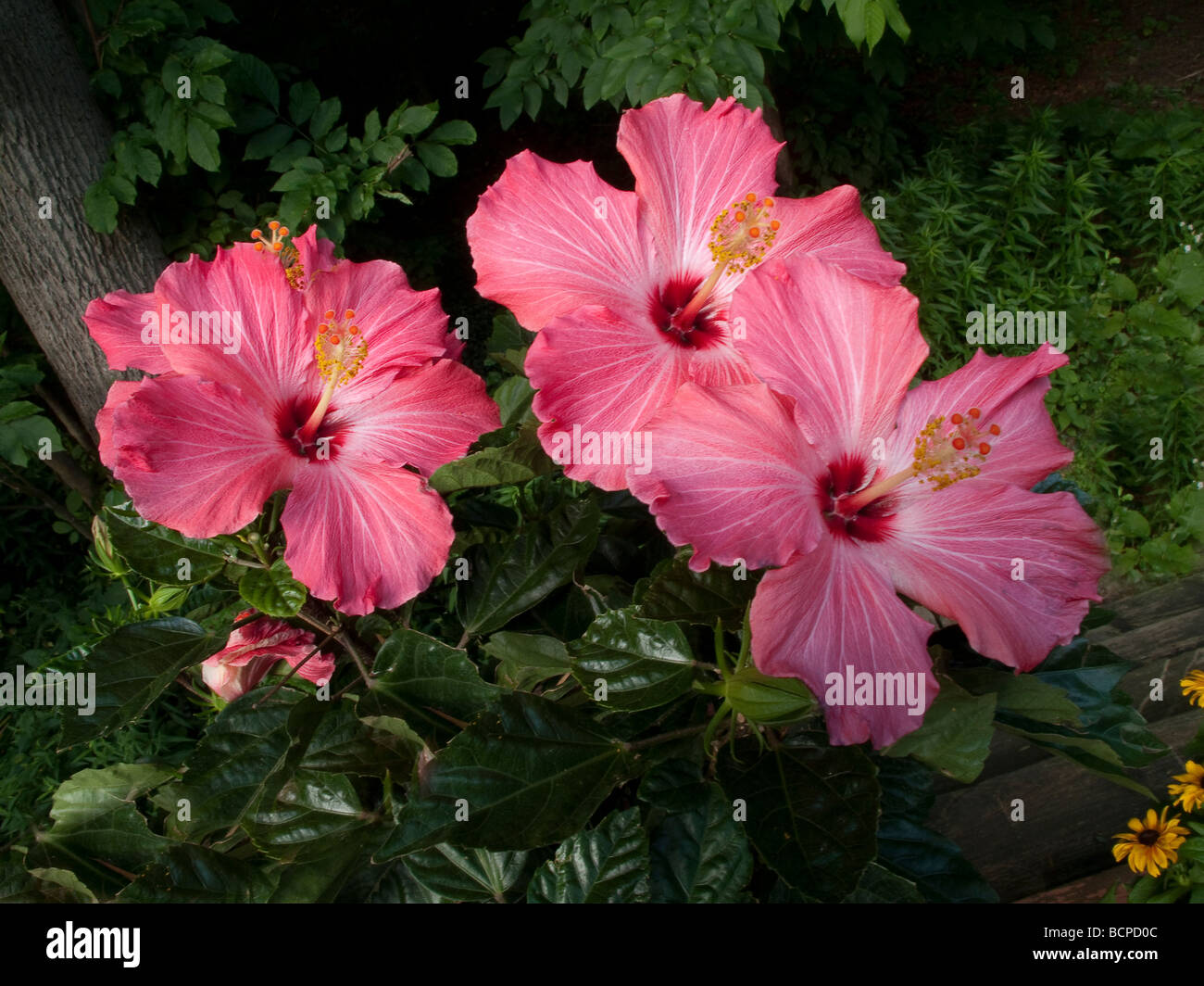 Ibisco tropicale rosa immagini e fotografie stock ad alta risoluzione ...