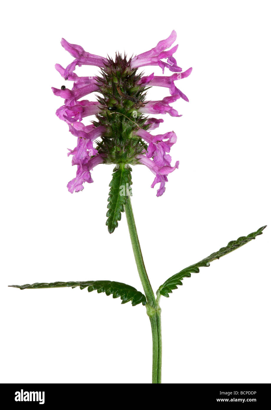 Stachys officinalis immagini e fotografie stock ad alta risoluzione - Alamy