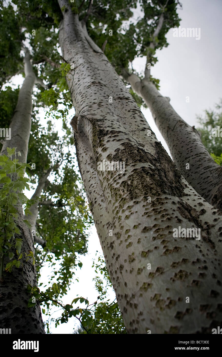 Lenticelle populus alba immagini e fotografie stock ad alta risoluzione ...
