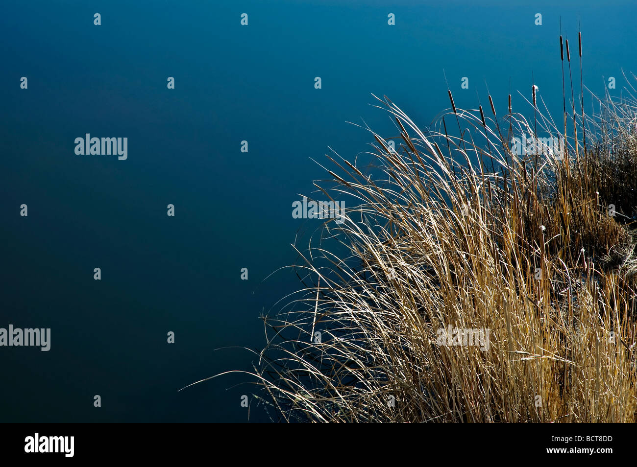 Pianta acquatica di tifa immagini e fotografie stock ad alta risoluzione - Alamy