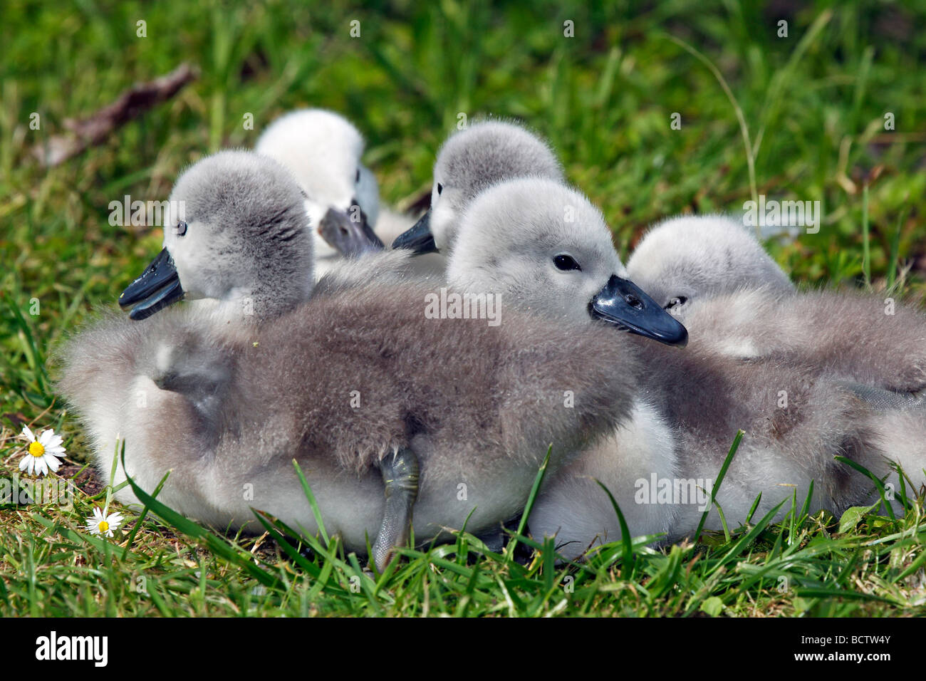 Pulcini muti immagini e fotografie stock ad alta risoluzione - Alamy