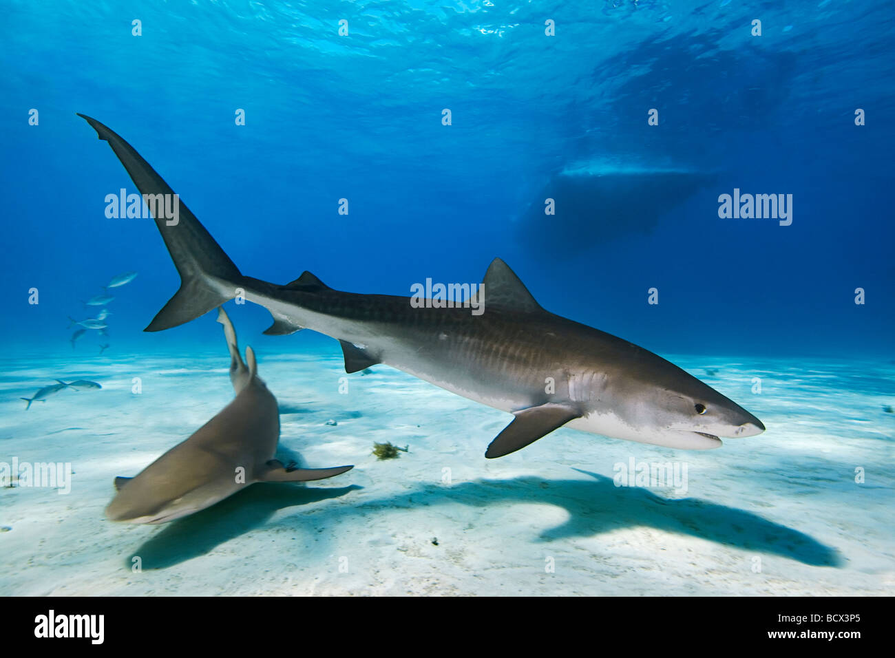 Squalo Tigre e Lo squalo limone Galeocerdo cuvier Negaprion ...