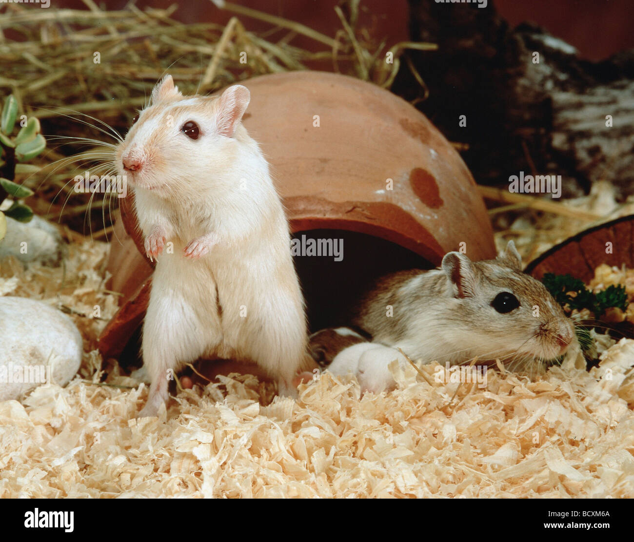 Gerbillus gerbillus immagini e fotografie stock ad alta risoluzione - Alamy