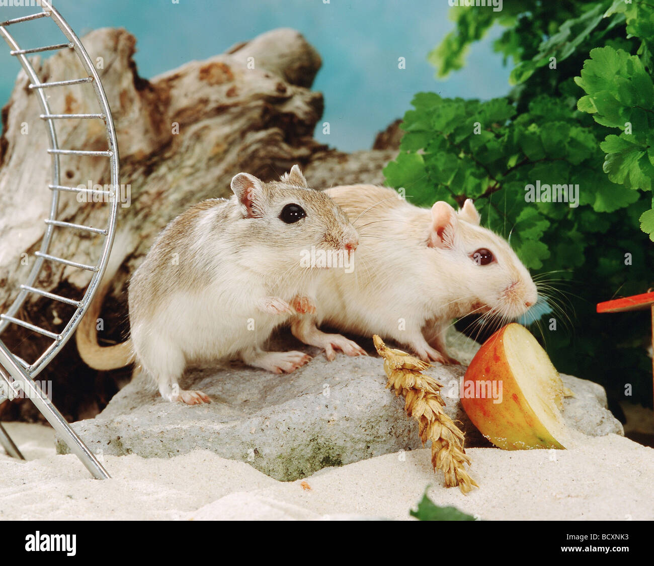Gerbillus gerbillus immagini e fotografie stock ad alta risoluzione - Alamy