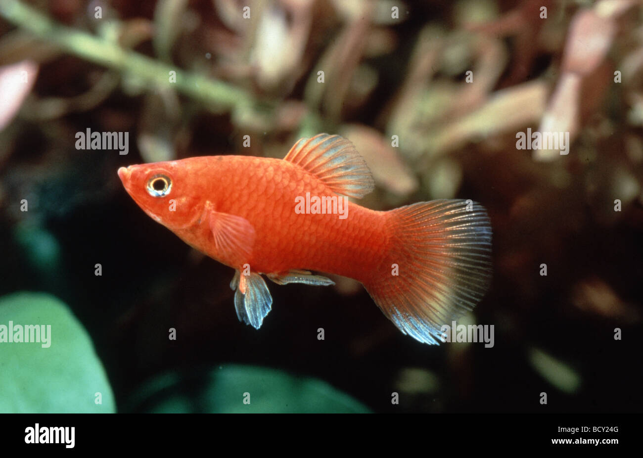 Southern platyfish xiphophorus maculatus immagini e fotografie stock ad ...