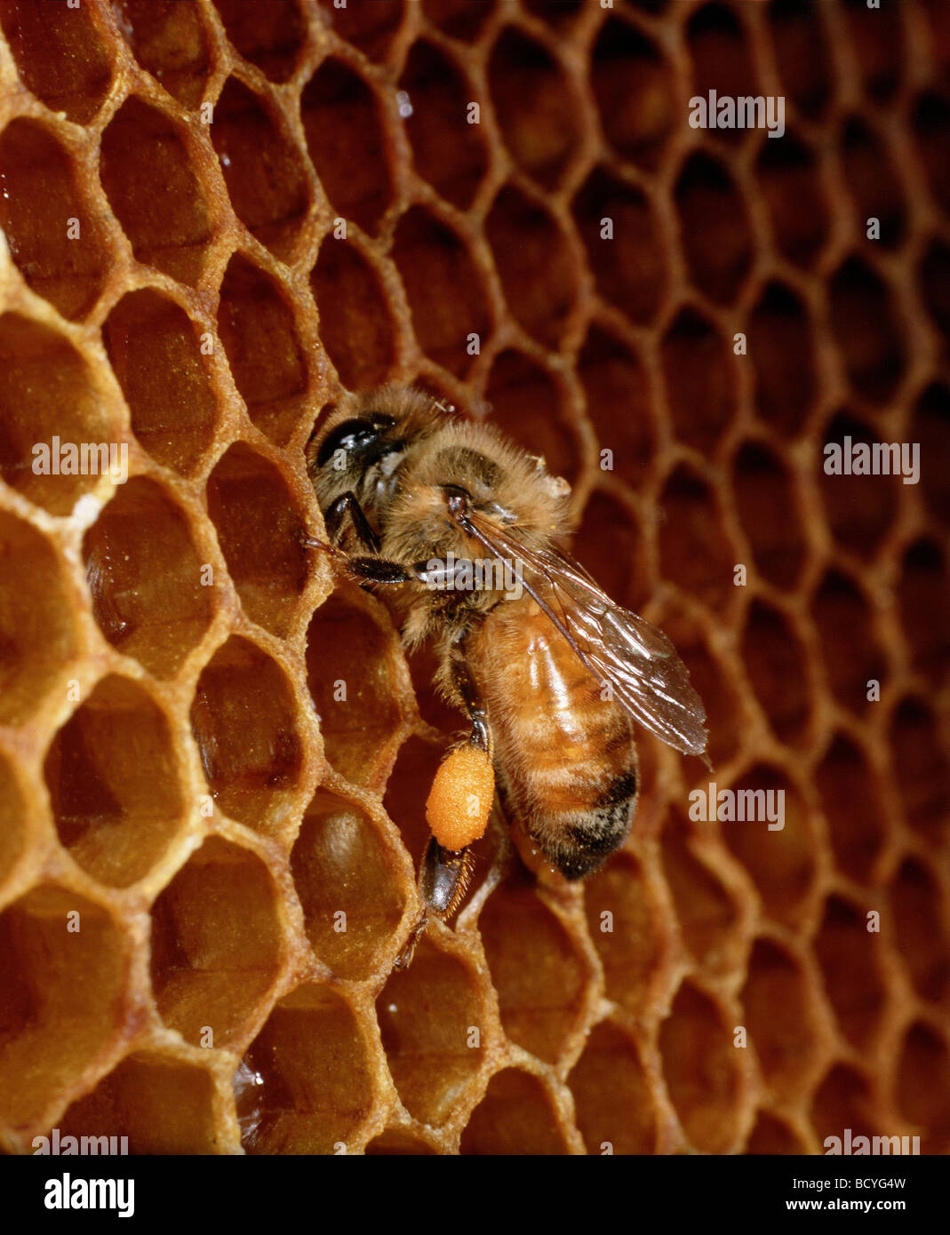 Bee Hive a nido / Apis mellifera mellifera Foto stock - Alamy
