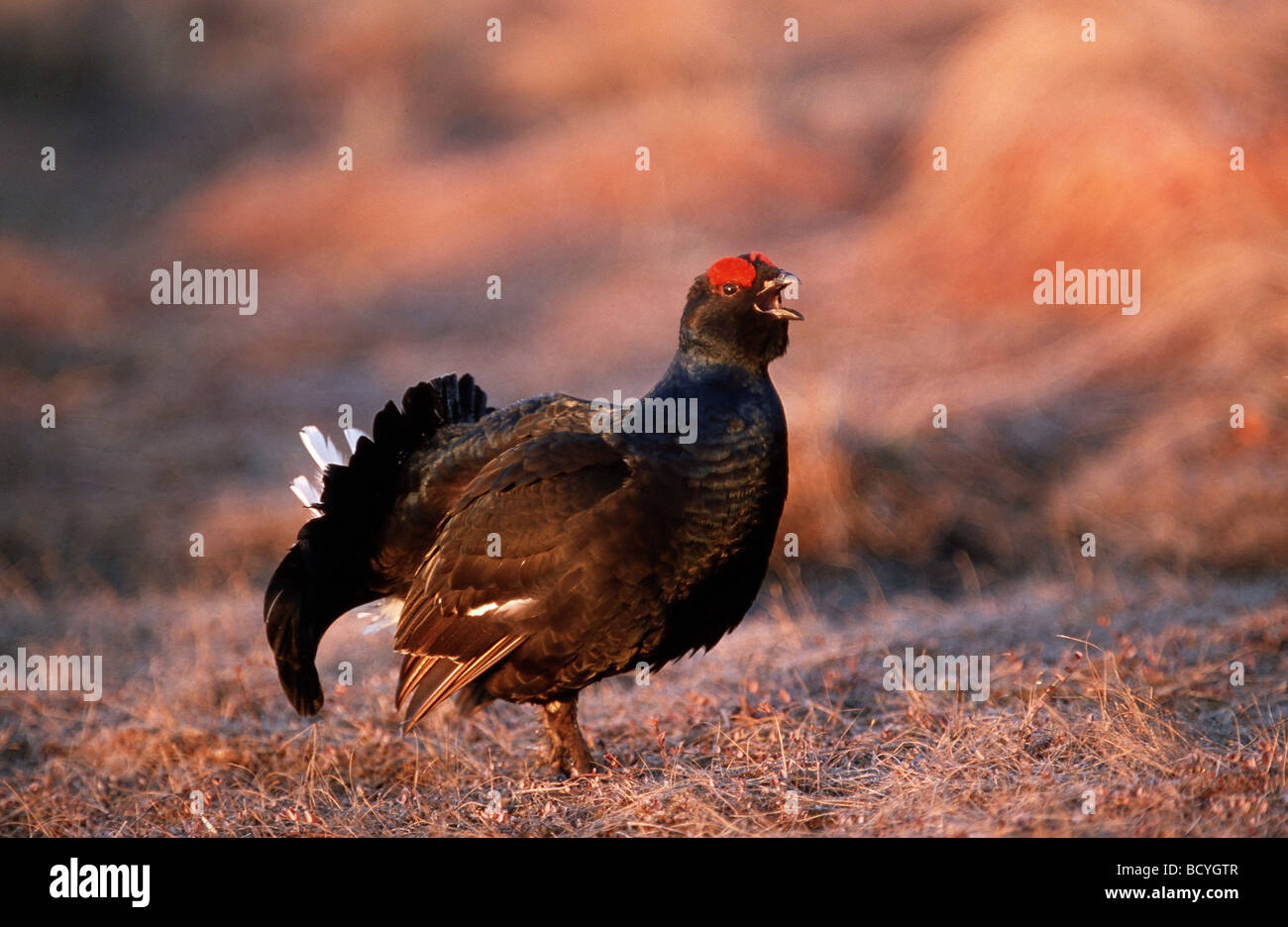 Gallo forcello / lyrurus tetrix / Tetrao tetrix Foto stock - Alamy