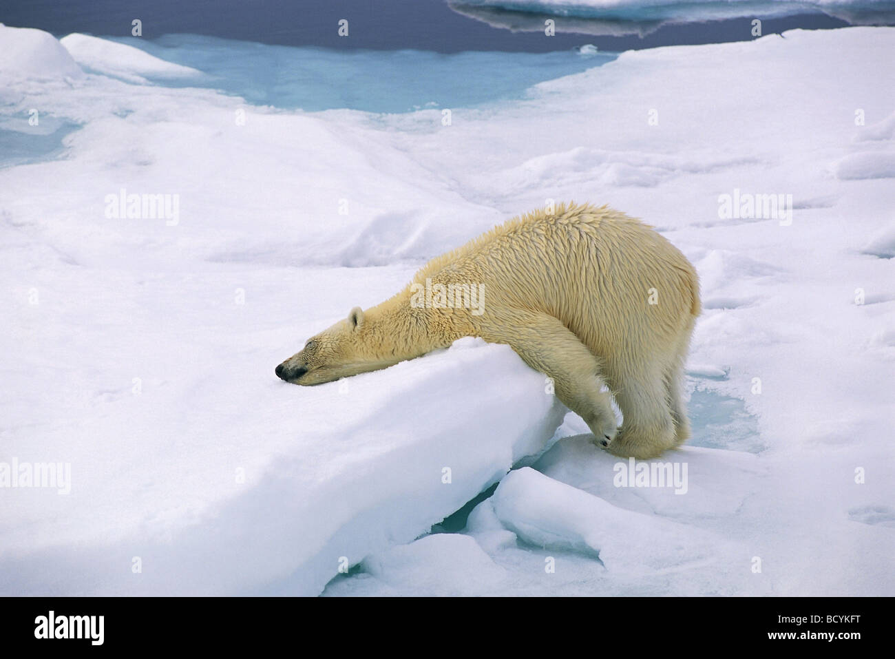 Orso polare (Ursus maritimus) che dorme sul pavimento di ghiaccio Foto ...