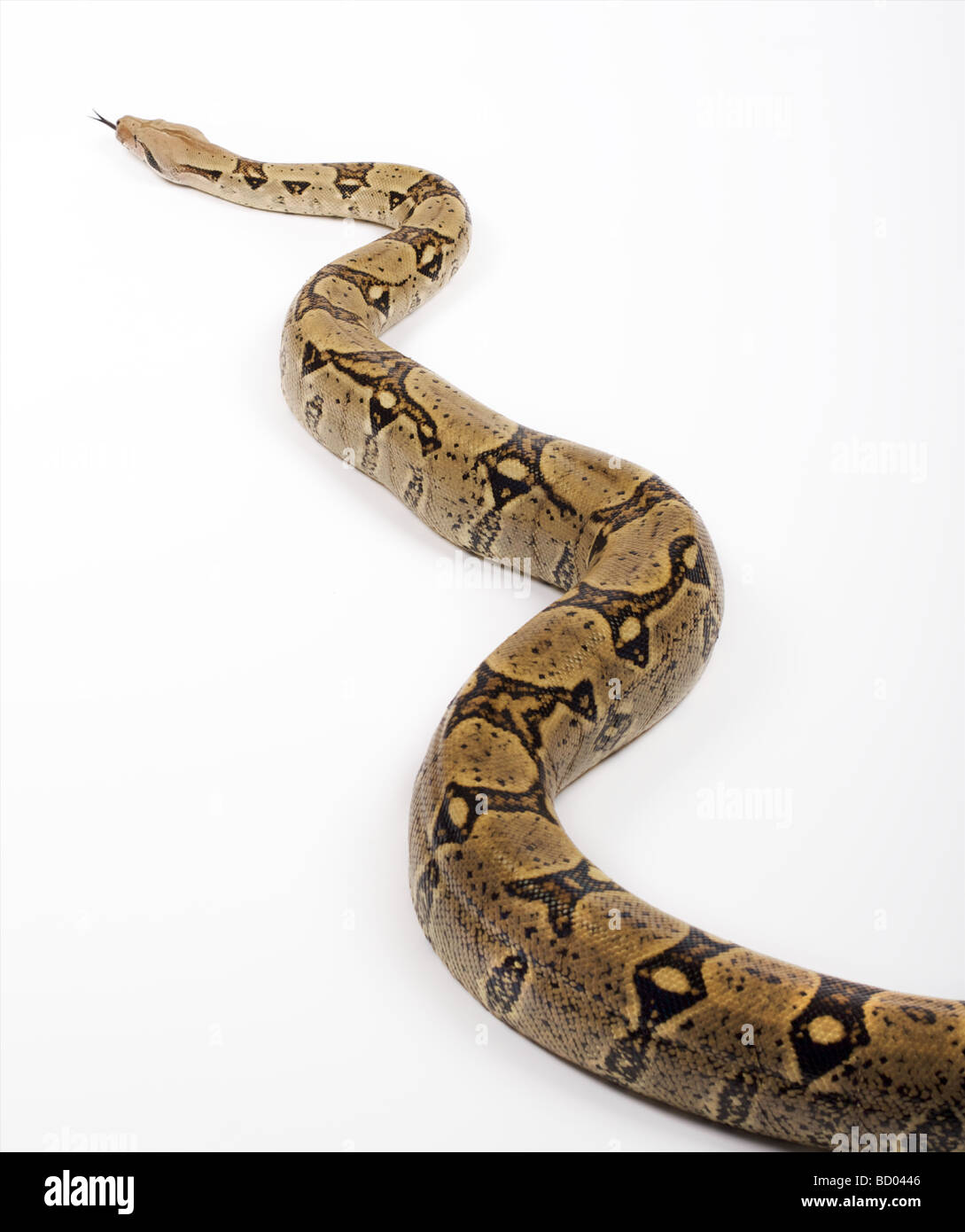 Boa serpente immagini e fotografie stock ad alta risoluzione - Alamy