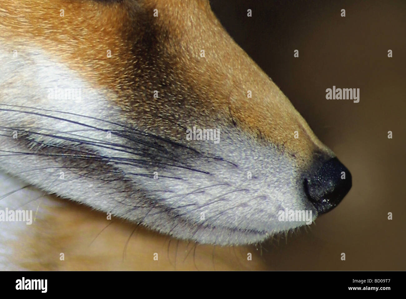 Muso della volpe immagini e fotografie stock ad alta risoluzione - Alamy