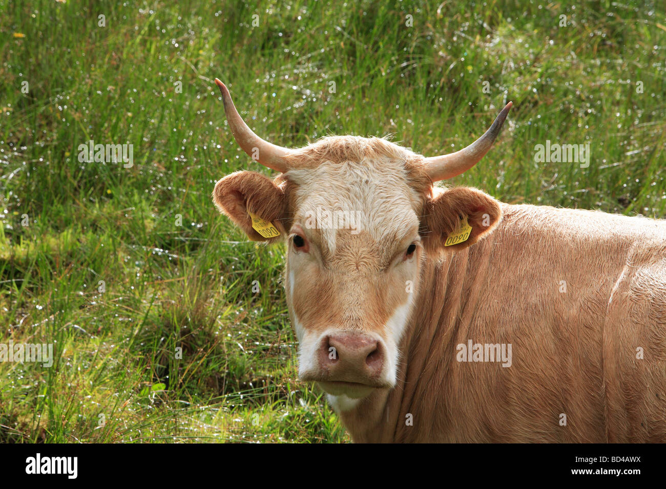 Bovini con le corna immagini e fotografie stock ad alta risoluzione - Alamy