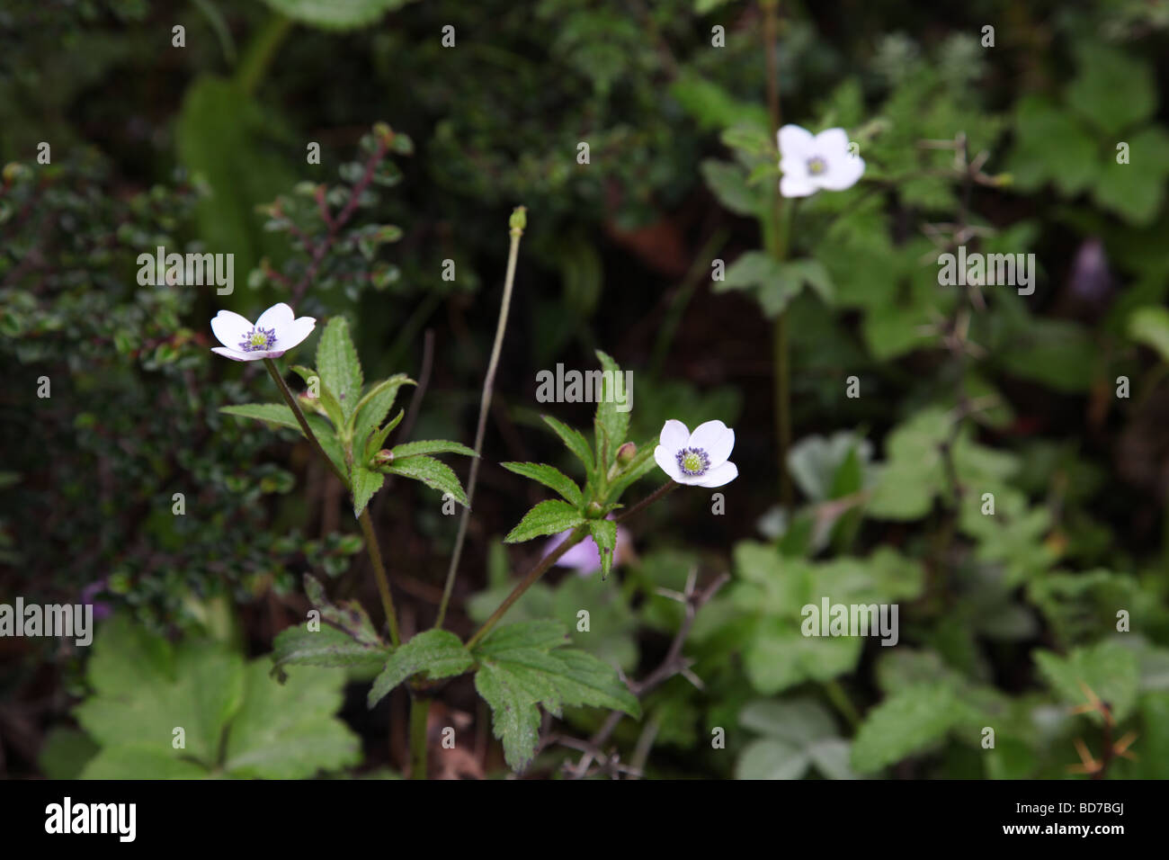 Flora himalayana immagini e fotografie stock ad alta risoluzione - Alamy