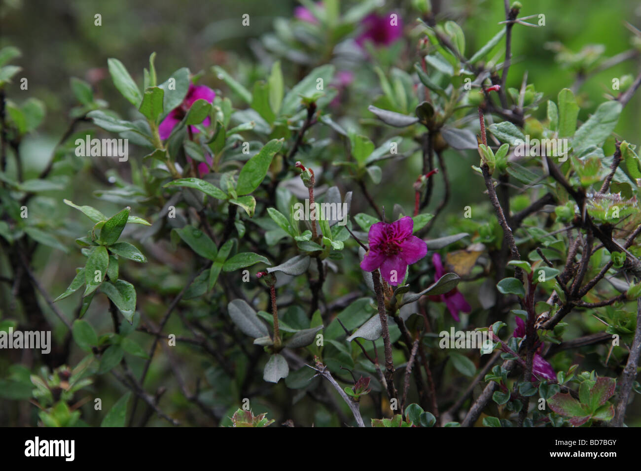 Flora himalayana immagini e fotografie stock ad alta risoluzione - Alamy