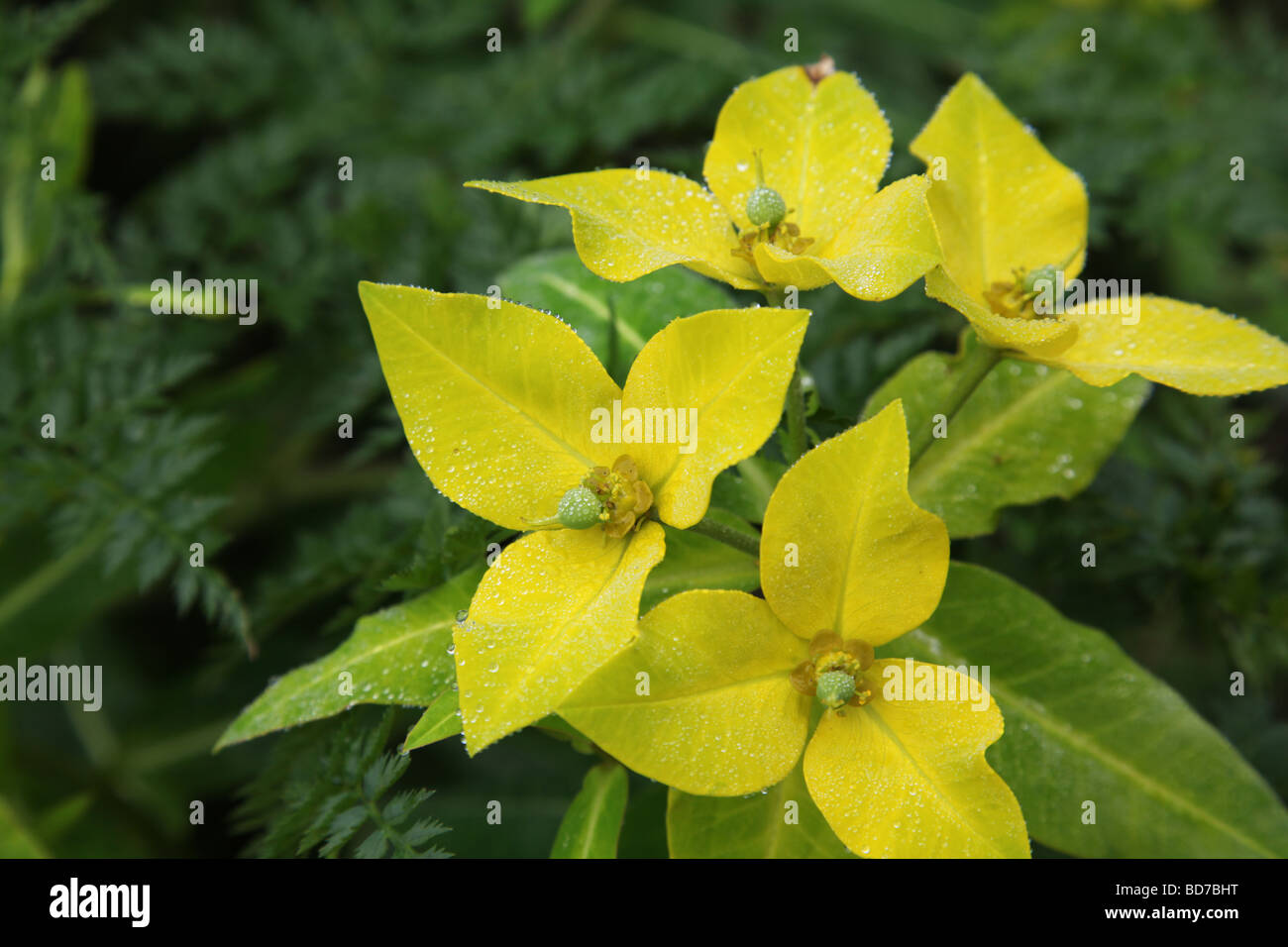 Flora himalayana immagini e fotografie stock ad alta risoluzione - Alamy