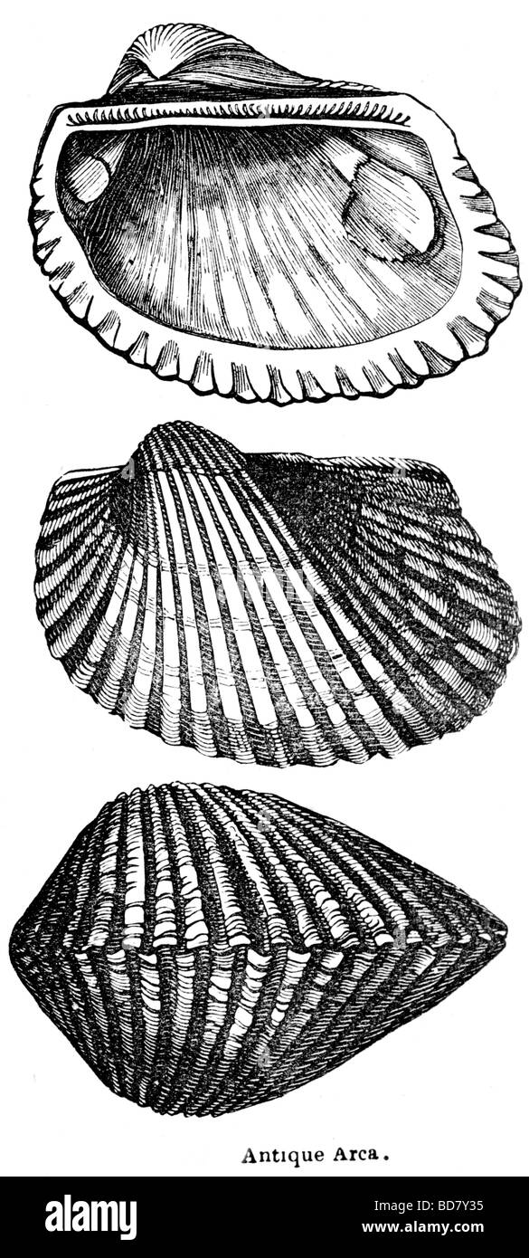 Antico arca immagini e fotografie stock ad alta risoluzione - Alamy