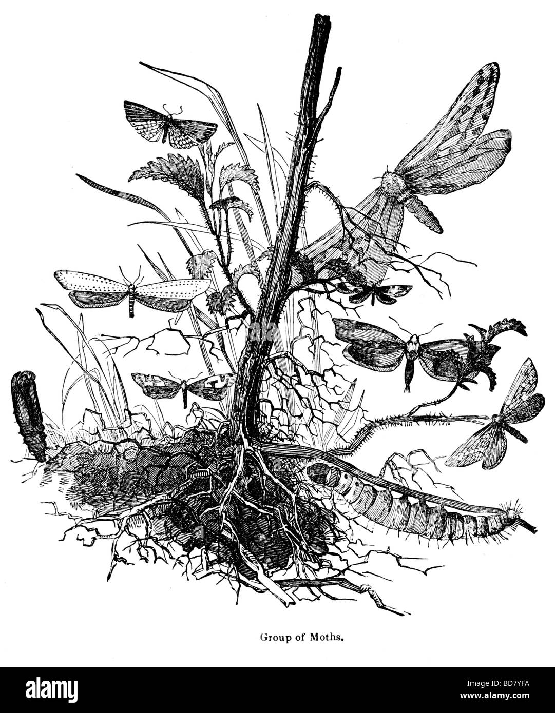 Falene bianche e nere Foto e Immagini Stock in Bianco e Nero - Alamy