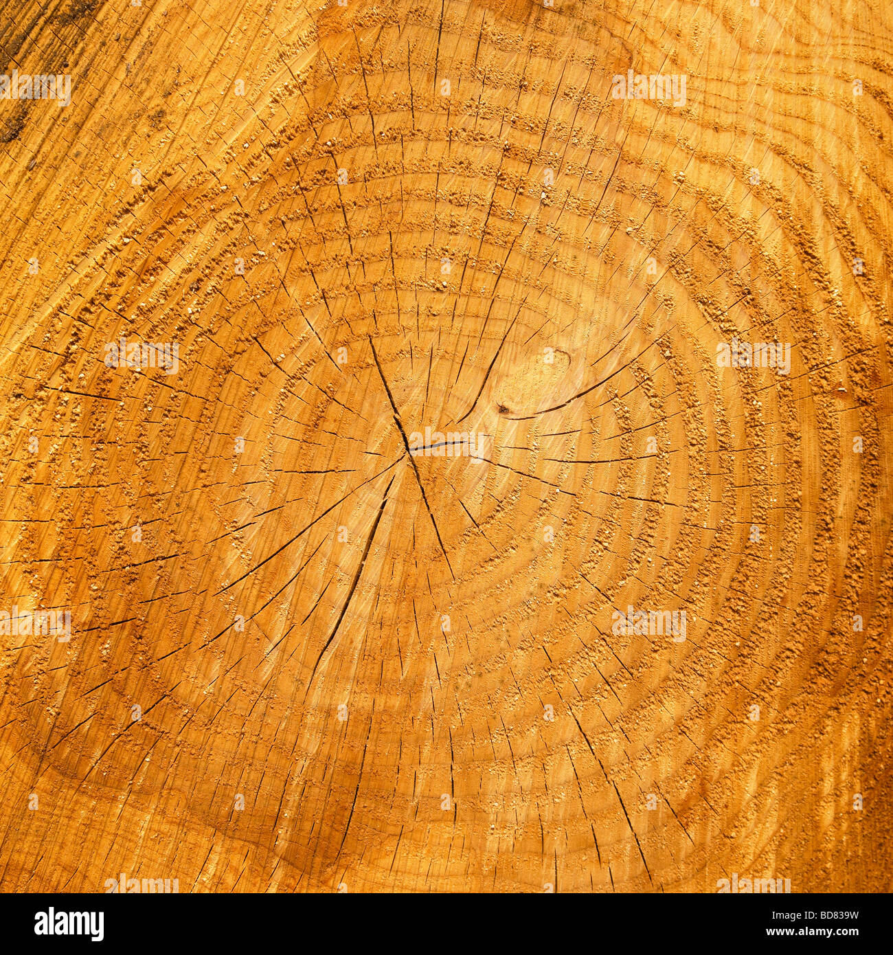 Ciclo annuale del tronco d'albero immagini e fotografie stock ad alta ...
