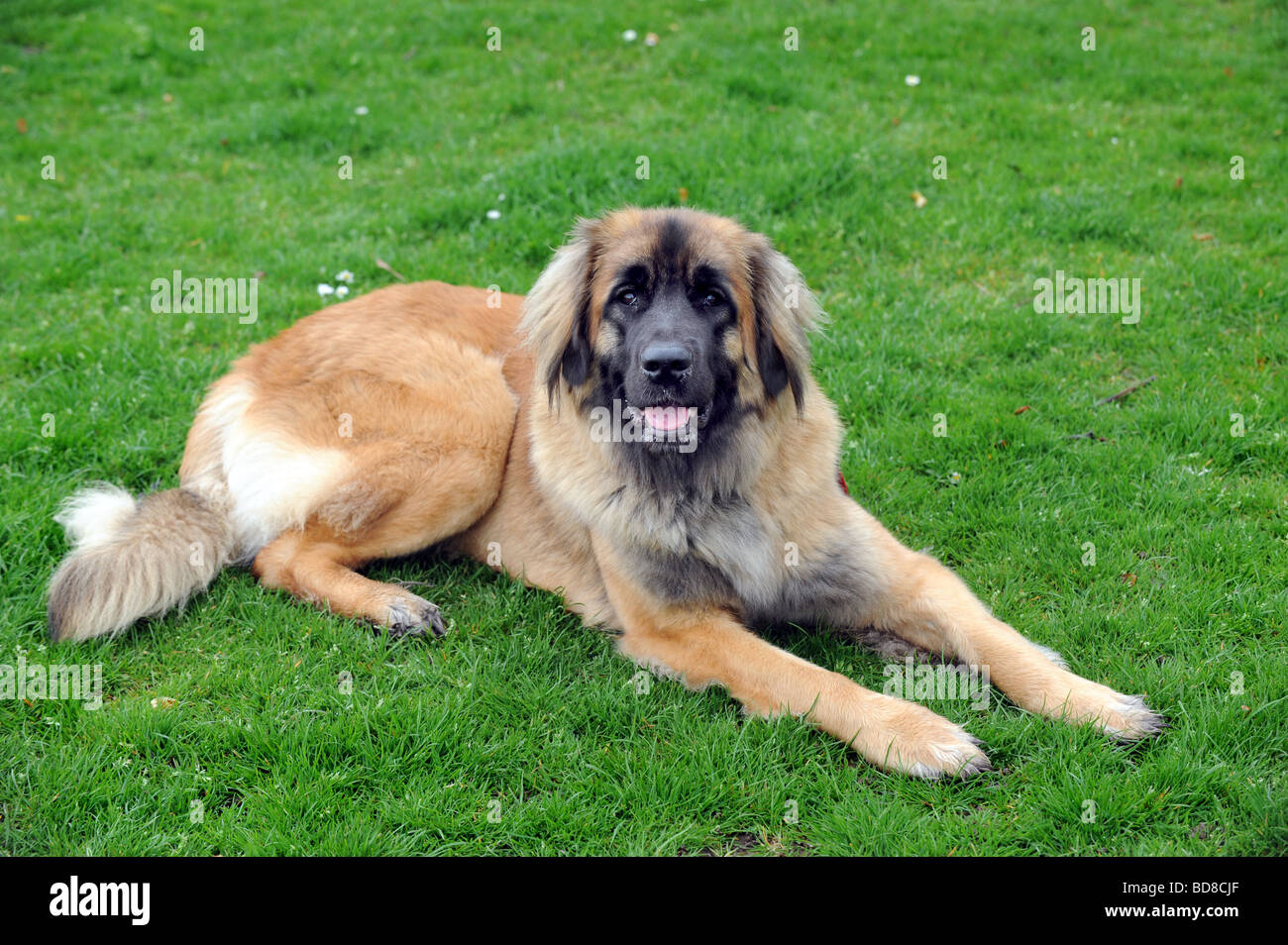 Large leonberger dog immagini e fotografie stock ad alta risoluzione ...