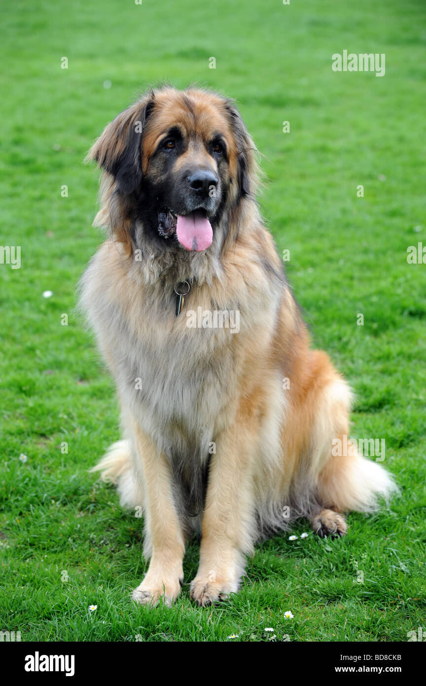 Large leonberger dog immagini e fotografie stock ad alta risoluzione ...