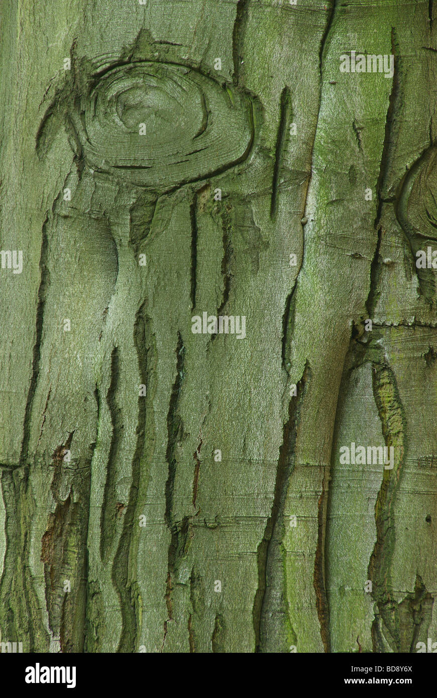 Corteccia di faggio texture immagini e fotografie stock ad alta ...