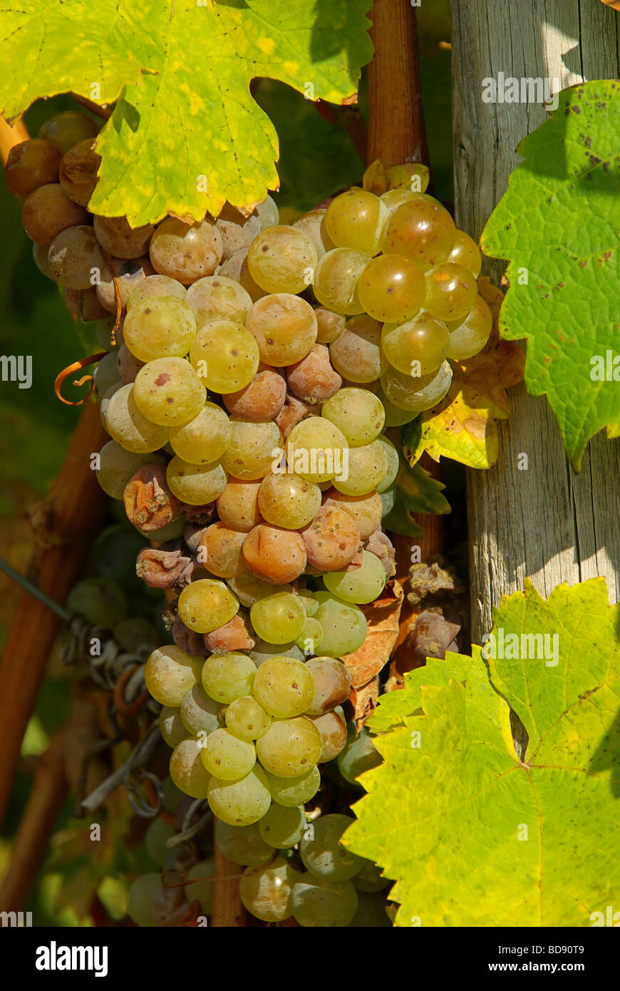 Botrytis cinerea vine immagini e fotografie stock ad alta risoluzione ...