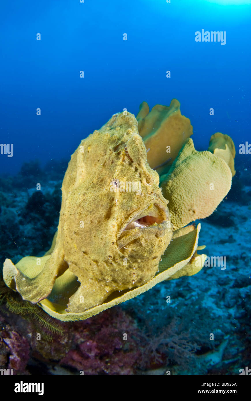 Pesce gigante della rana immagini e fotografie stock ad alta ...