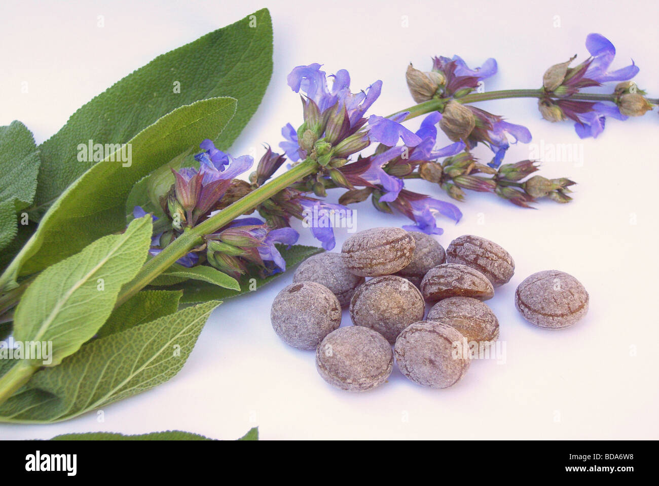 Salvia bianca immagini e fotografie stock ad alta risoluzione - Alamy