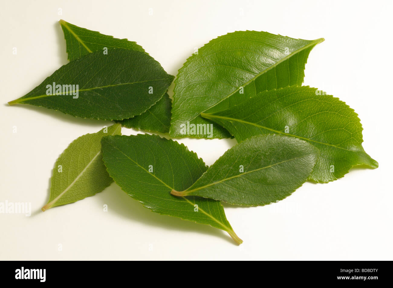 Khat catha edulis immagini e fotografie stock ad alta risoluzione - Alamy