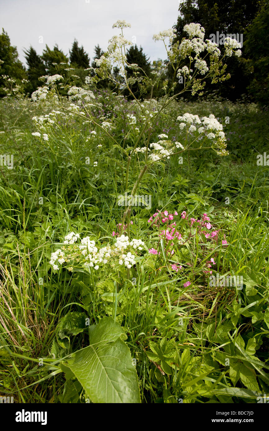 Pianta di prezzemolo di mucca immagini e fotografie stock ad alta ...