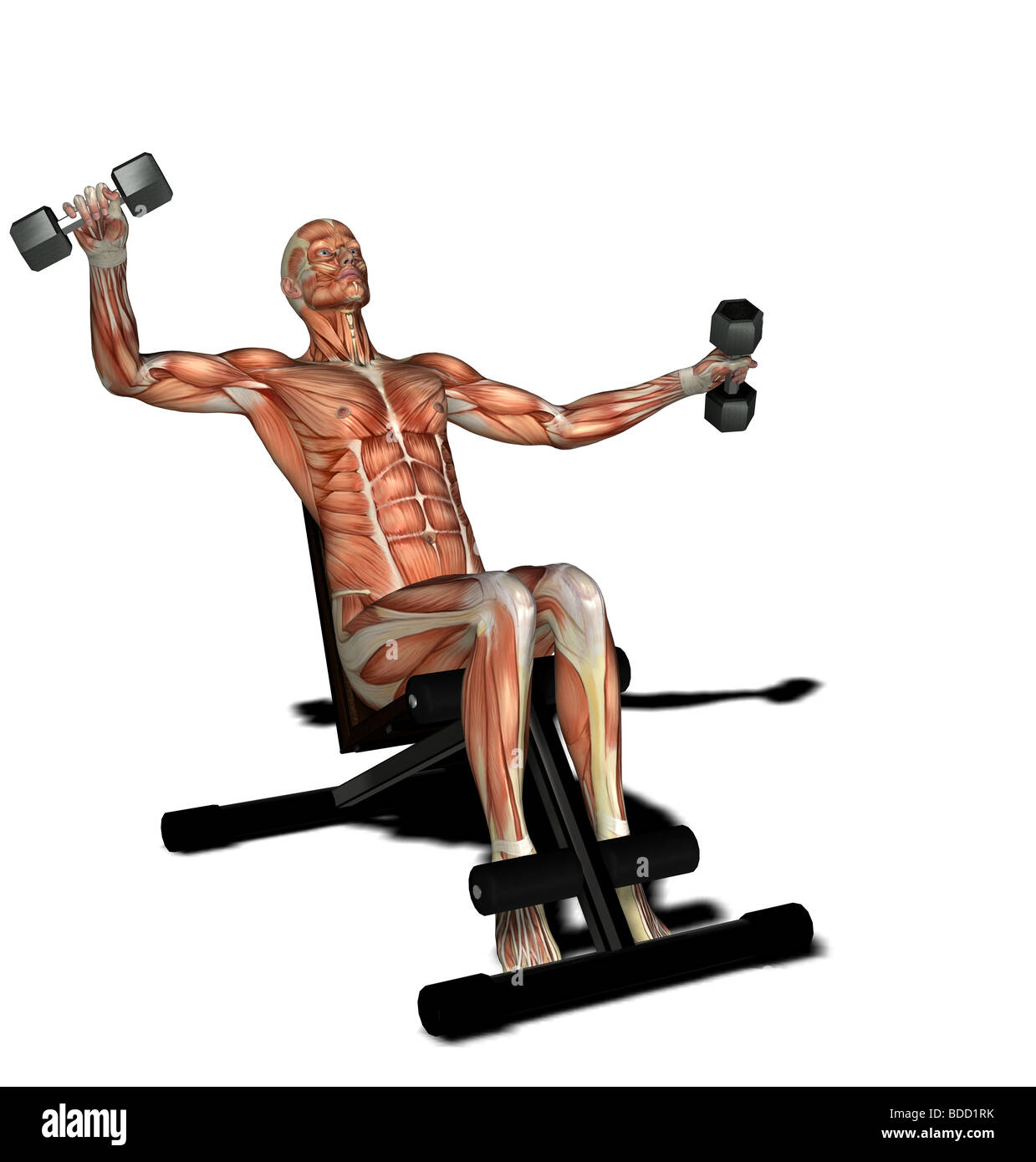 Muscoli uomo anatomia immagini e fotografie stock ad alta risoluzione ...