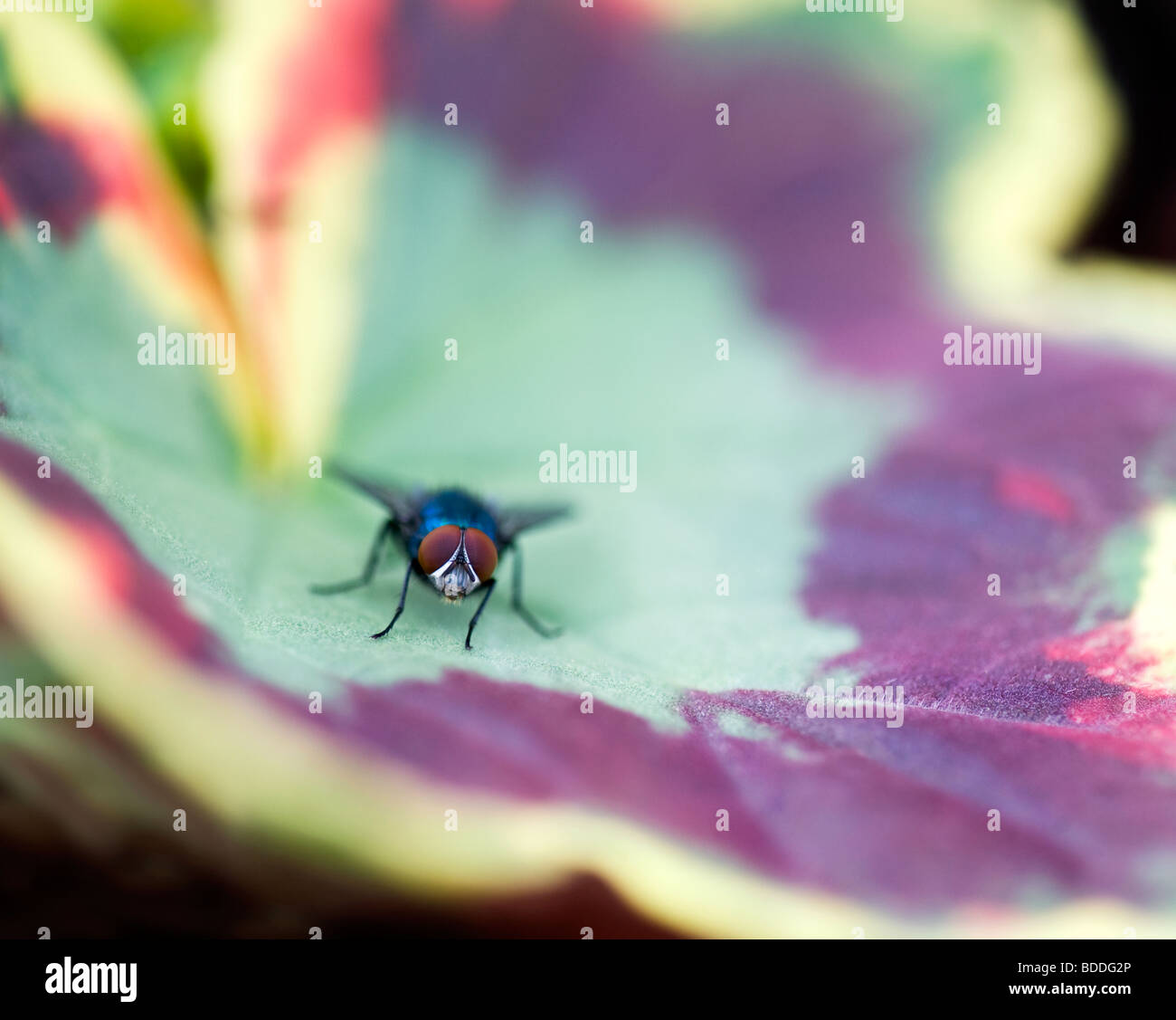 Pelargonium leaf immagini e fotografie stock ad alta risoluzione - Alamy