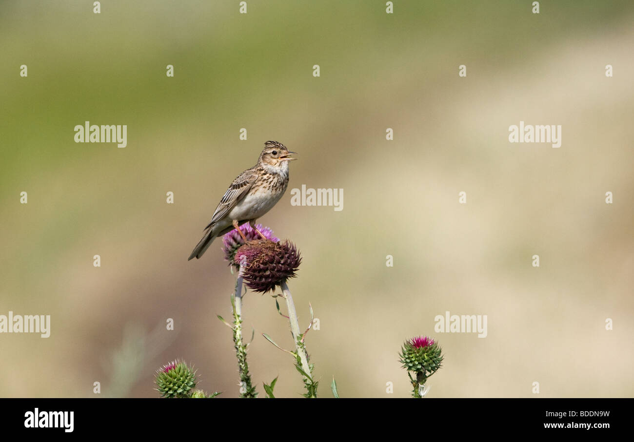 Passerine appollaiati natura uccello aviaria immagini e fotografie ...