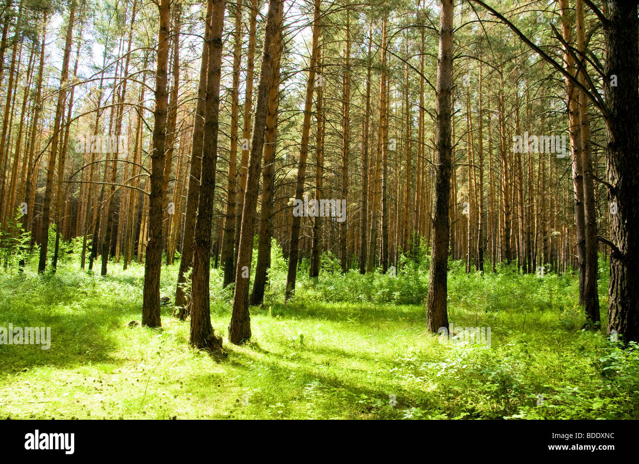 Verde bosco immagini e fotografie stock ad alta risoluzione - Alamy
