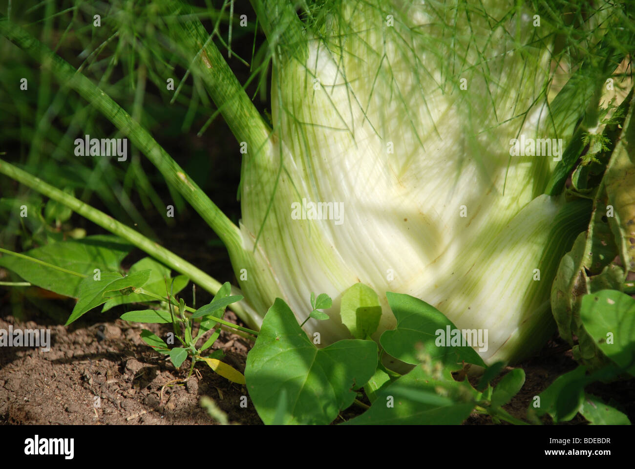Pianta di finocchio immagini e fotografie stock ad alta risoluzione - Alamy