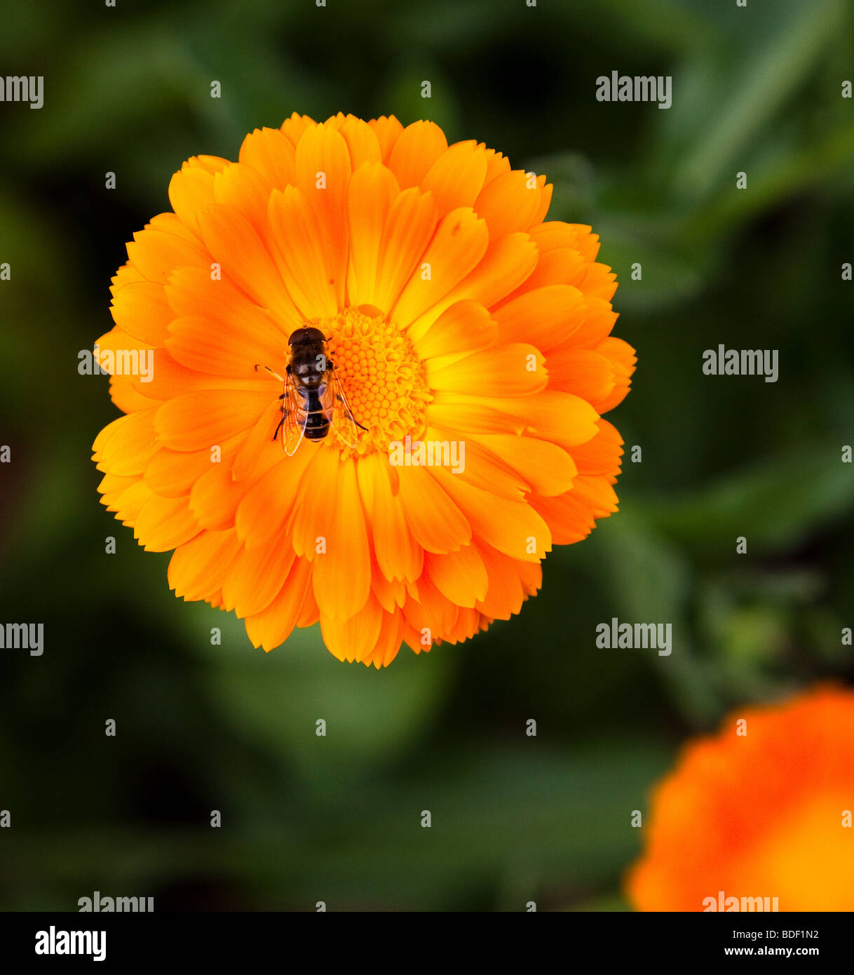 Ape e fiore immagini e fotografie stock ad alta risoluzione - Alamy