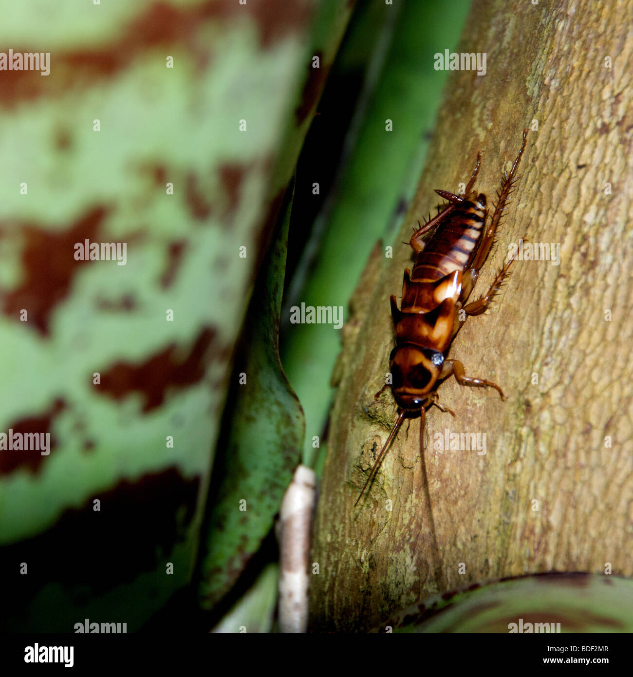 Grande scarafaggio immagini e fotografie stock ad alta risoluzione - Alamy