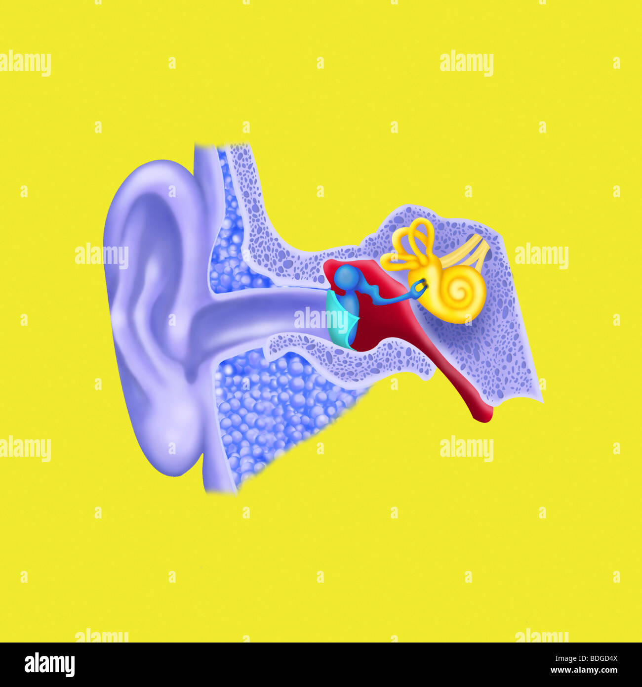 Orecchio interno, disegno Foto stock - Alamy