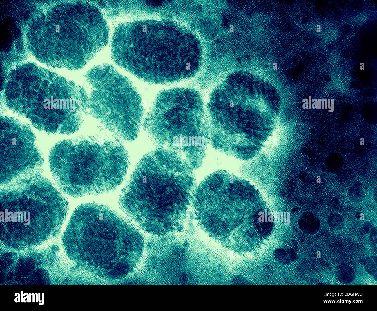 Virus nucleocitoplasmatici a dna grande immagini e fotografie stock ad ...